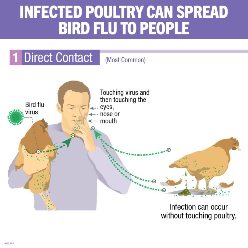 Bird flu puts teen in Canada in critical condition - Green Prophet