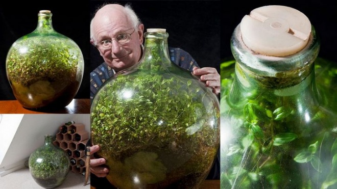 50-year-old terrarium breaks records, and it's not from Dubai - Green ...