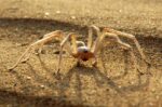 Moroccan desert spider flees predators in 6.6 ft back flips - Green Prophet