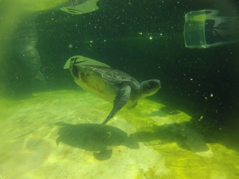 Paraplegic sea turtle lived without flippers for 4 years, then he got ...