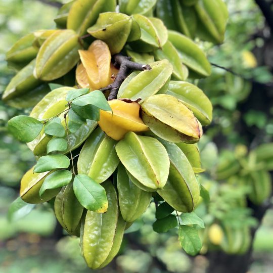 Carambola might be the star fruit to save the soil in Florida's ...