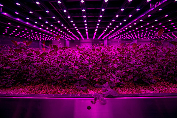 Future Crops gets $30M investment for hydroponics with substance ...