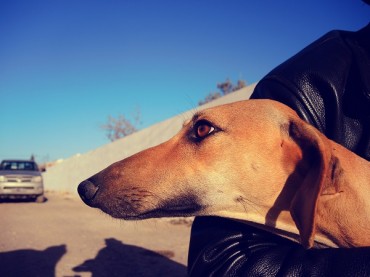 Sloughi, ancient desert hunting dogs, beloved but disappearing - Green ...