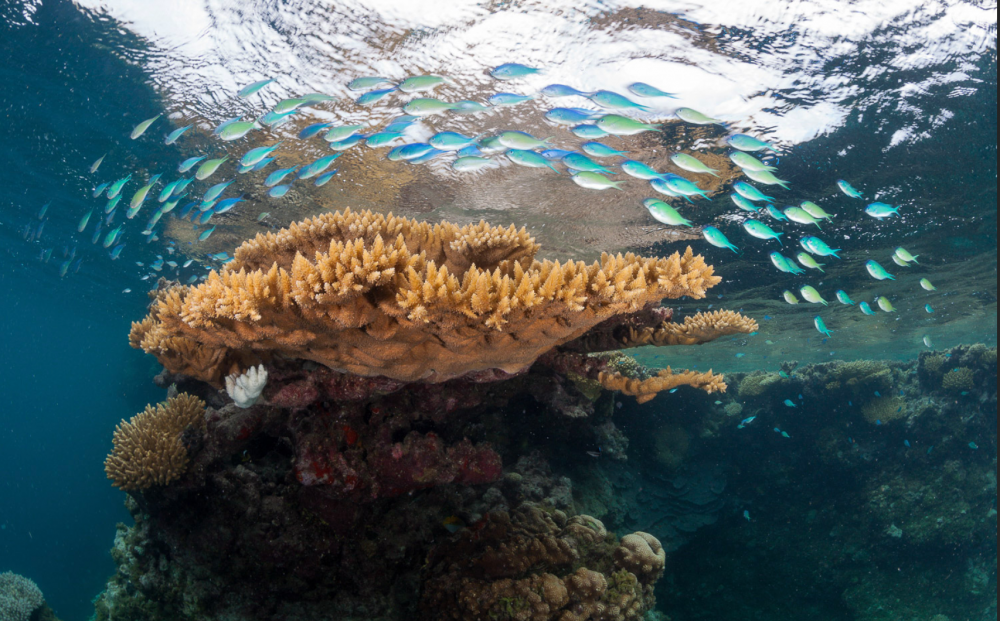 73 scientists study French Polynesia’s coral reefs - dive into what ...