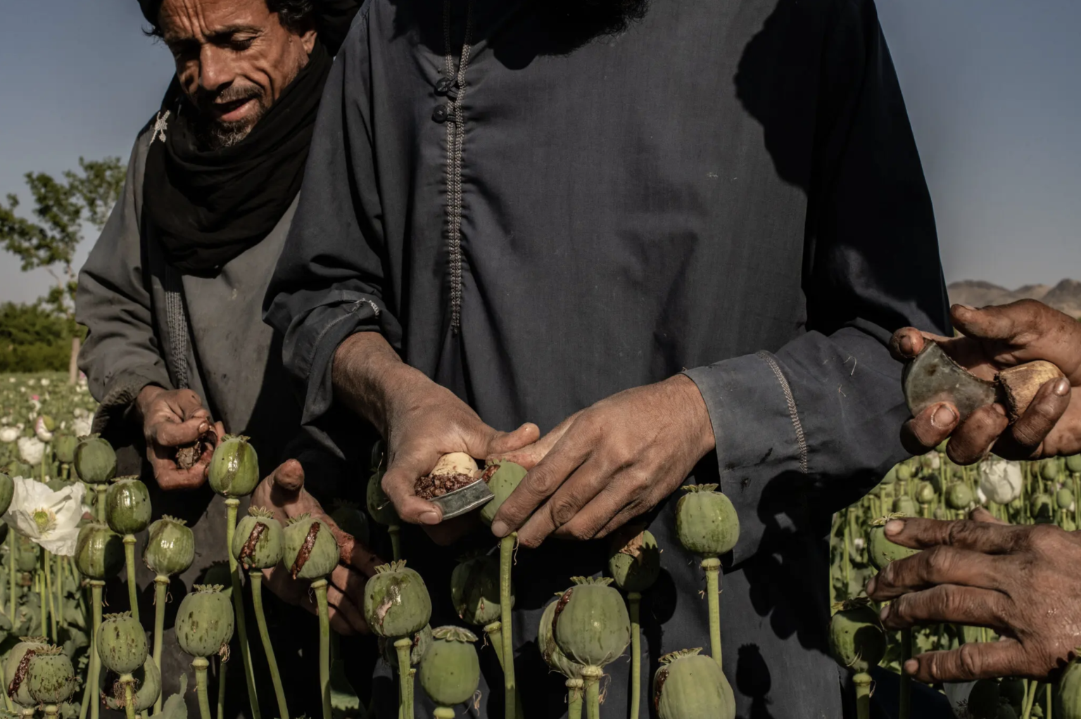 Solar panels driving opium trade in Afghanistan - Green Prophet