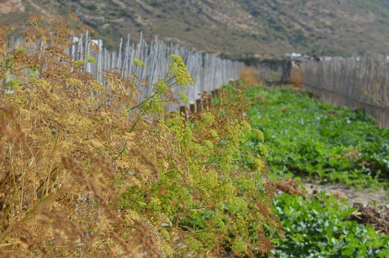 Tunisia’s lagoon farms and hanging gardens recognized as world heritage ...