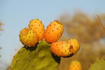 Israel's Iconic Sabra Cactus Endangered by Invading Aphids - Green Prophet