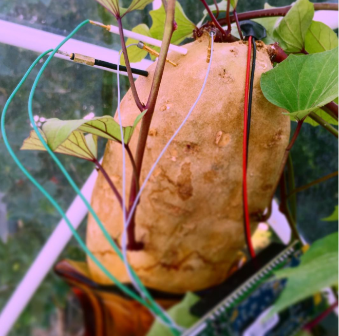 What will you eat on Mars? - Green Prophet