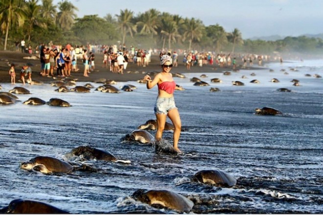 Costa Rican tourists thwart sea turtle nesting, a surreal mirroring of ...