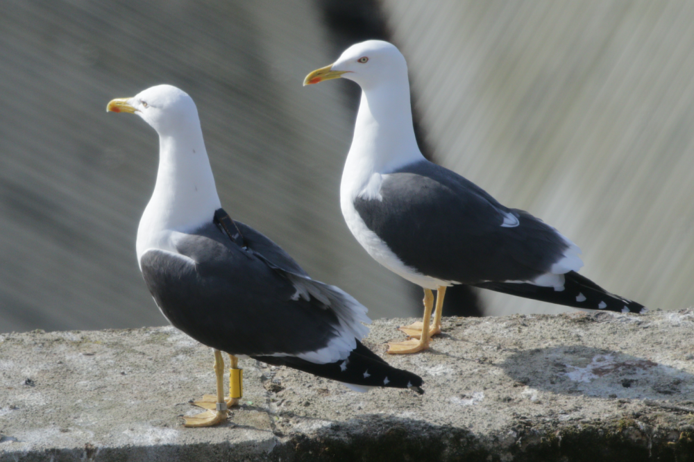 Urban gulls adapt to when we lunch - Green Prophet