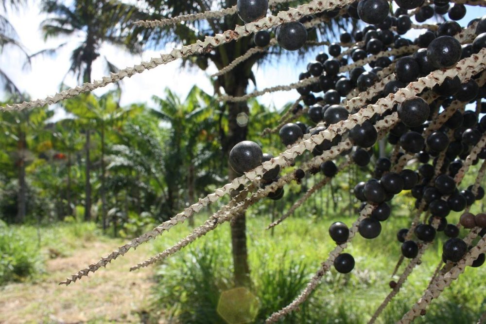 Innovative conservation action urgently needed in the Amazon - Green ...