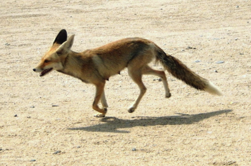 Man catches stray "dog" but brings fox to shelter - Green Prophet