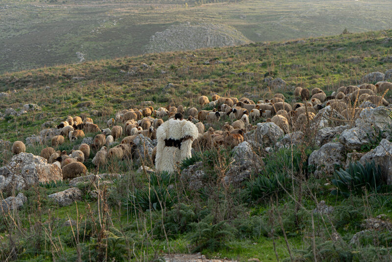 Adrian Pepe's Lebanese culture, craft and identity through local sheep ...