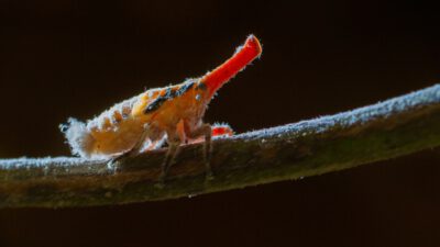 This bug bacon is saving the lemurs - Green Prophet