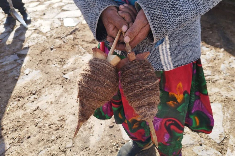 Camels make a comeback in Iran - Green Prophet
