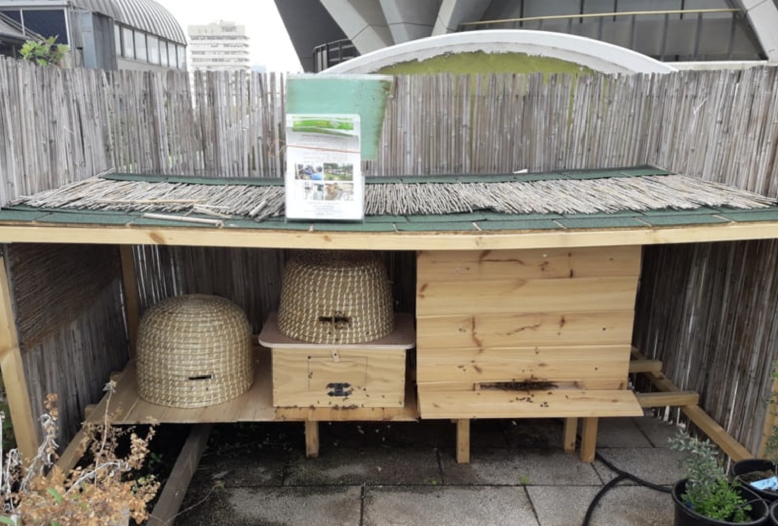 Bees for Peace in Israel uses biodynamic beekeeping to sweeten hearts ...