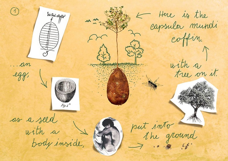 Capsula Mundi burial pods grow live trees from dead people | Green Prophet