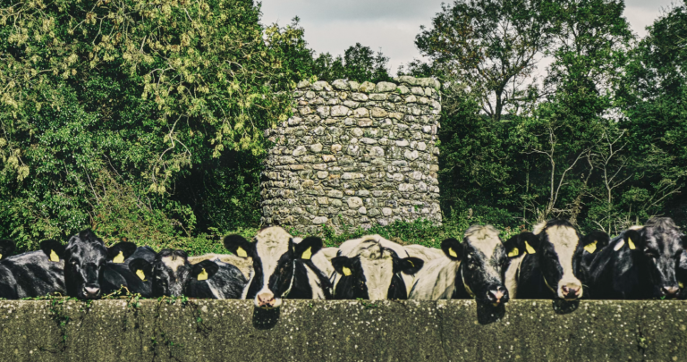 What is Bovaer and why are people afraid it's in cow milk they drink ...