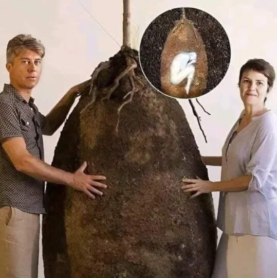 Capsula Mundi burial pods grow live trees from dead people - Green Prophet