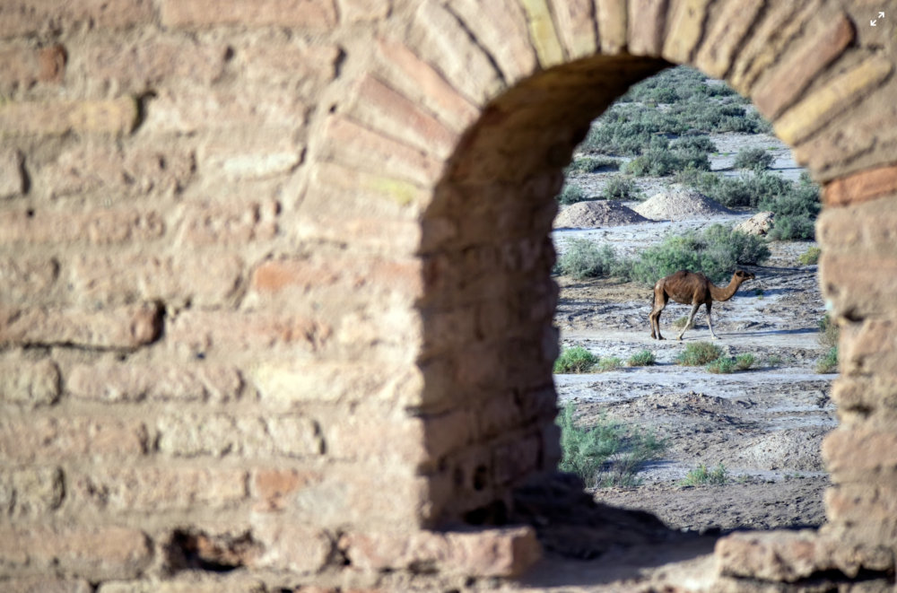 Camels make a comeback in Iran - Green Prophet