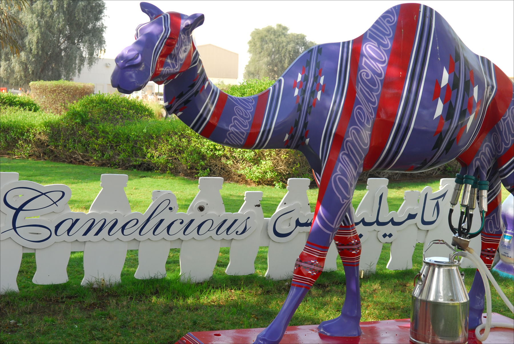 Dubai’s Camelicious sees potential European, US market for camel milk ...