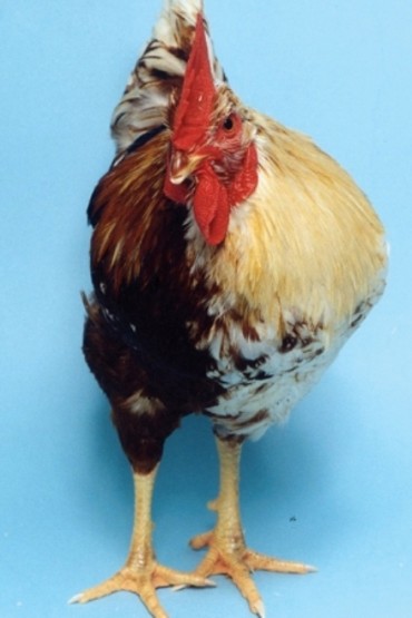 Dual gender creatures in nature makes us think twice about gender ...