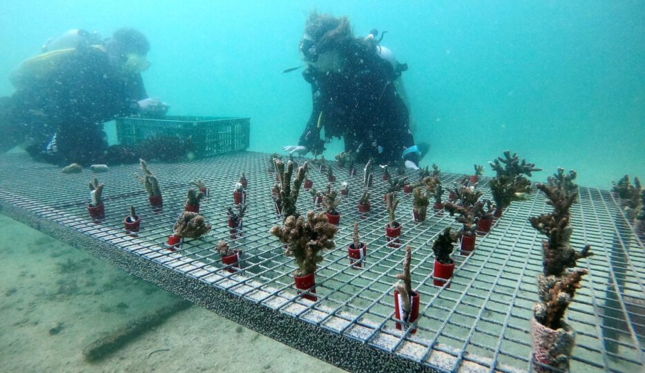 Reefs get a boost from Zeroe in the UAE - Green Prophet
