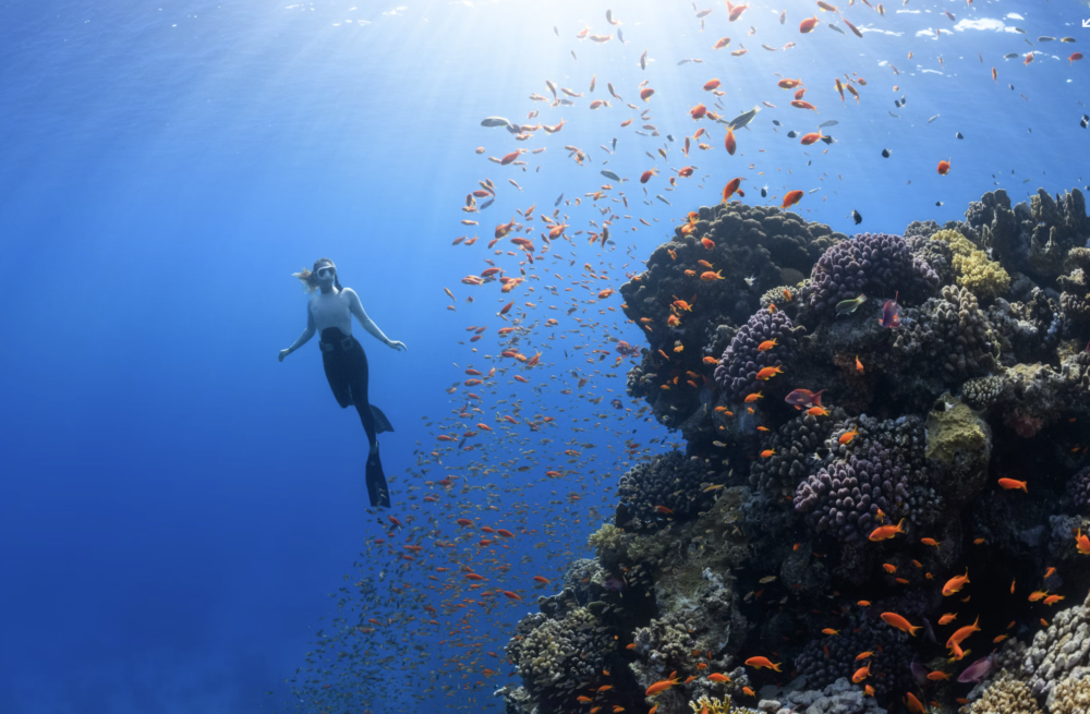 How do coral reefs deal with noise and light? - Green Prophet