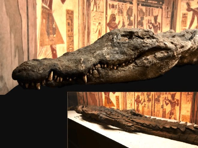 Crocodile mummies found along the Nile - Green Prophet