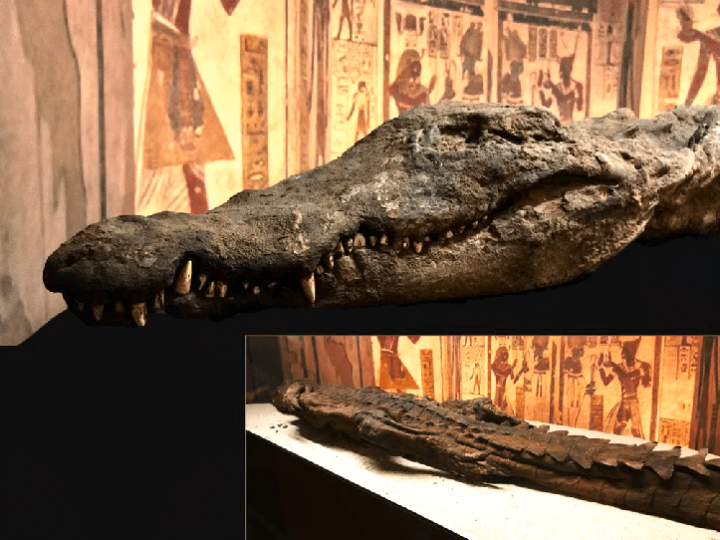 Crocodile mummies found along the Nile - Green Prophet