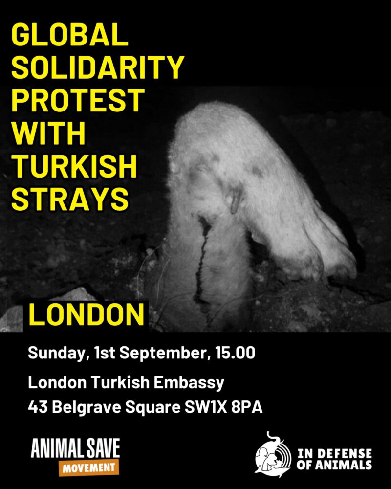 Turkey's 4 million dog cull begins - Green Prophet