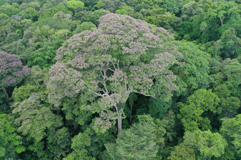 Tonka Bean Trees Attract Lightning to Win the Rainforest Arms Race—And ...