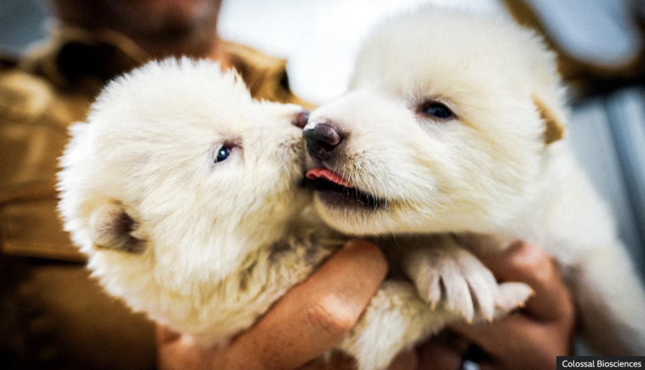 How Dire Wolf Technology is Saving the Rarest Wolves on Earth - Green ...