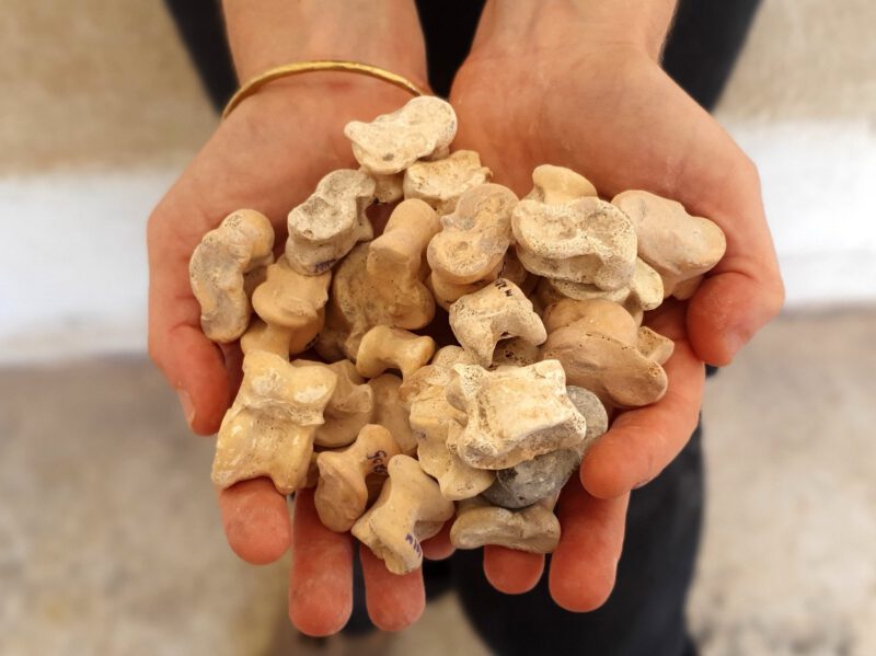 Ancients used these bones for fortune telling, games - Green Prophet