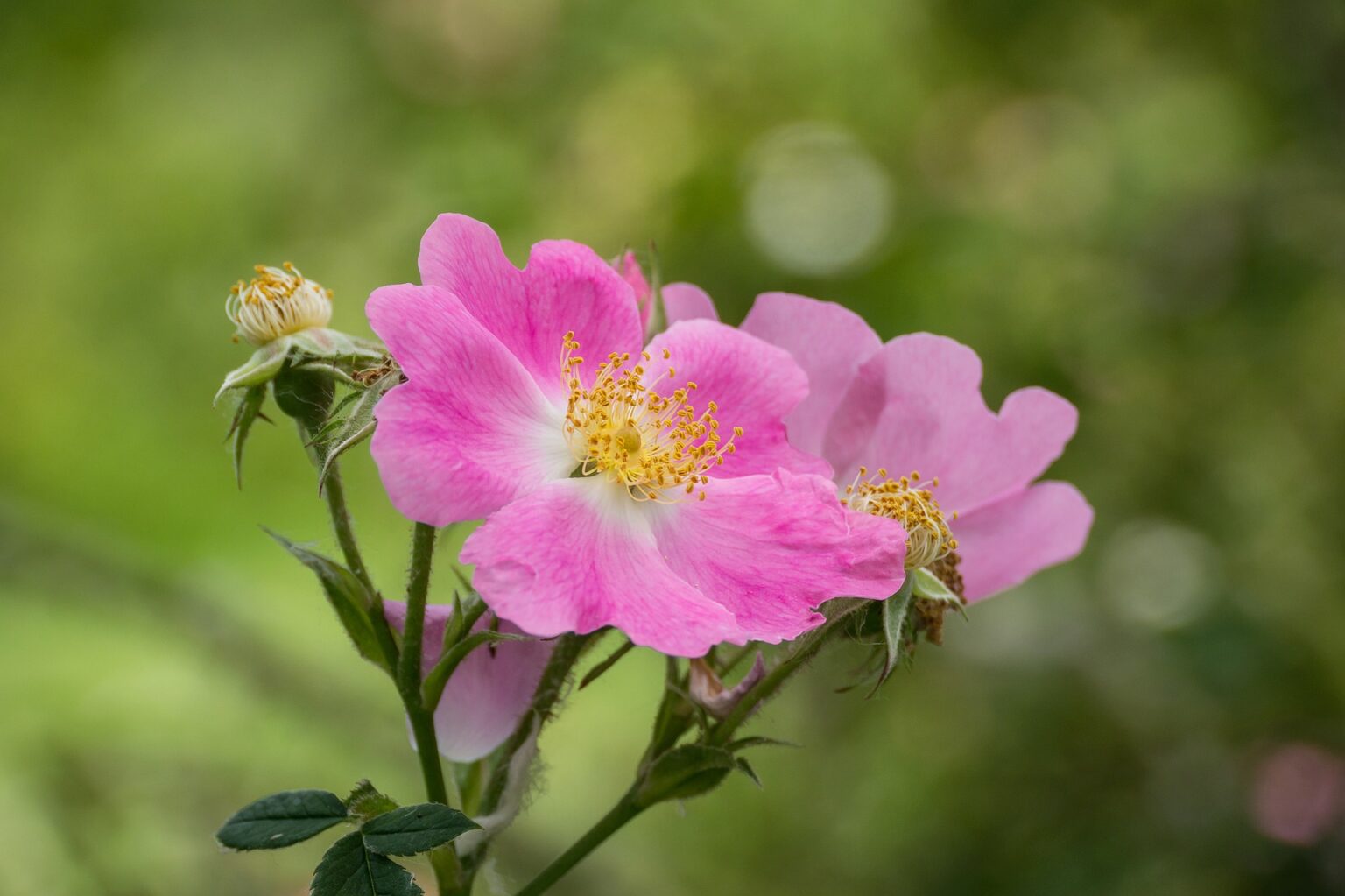 Cooking With Fresh Roses and Rose Petal Recipes - Green Prophet