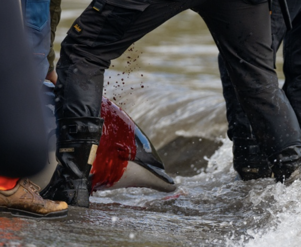 Gaza fishermen catches dolphin for family dinner - Green Prophet