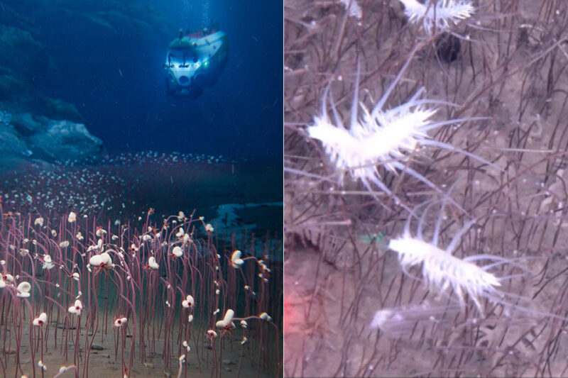 Chinese submersible goes into the deepest ocean trench on earth - Green ...