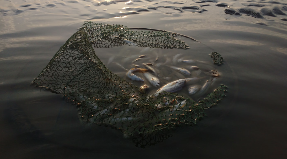 Overfishing in the Mediterranean Sea - Green Prophet