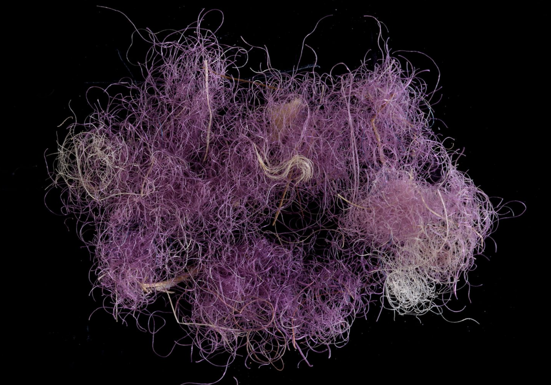 King David's Purple Cloth Unearthed - Green Prophet