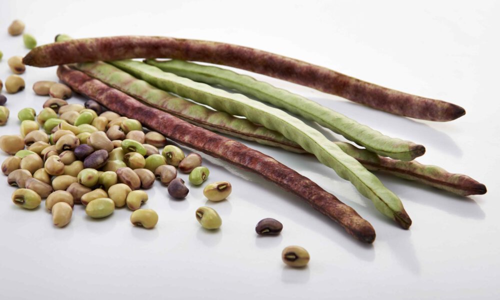 Black eyed peas are a new protein alternative - Green Prophet