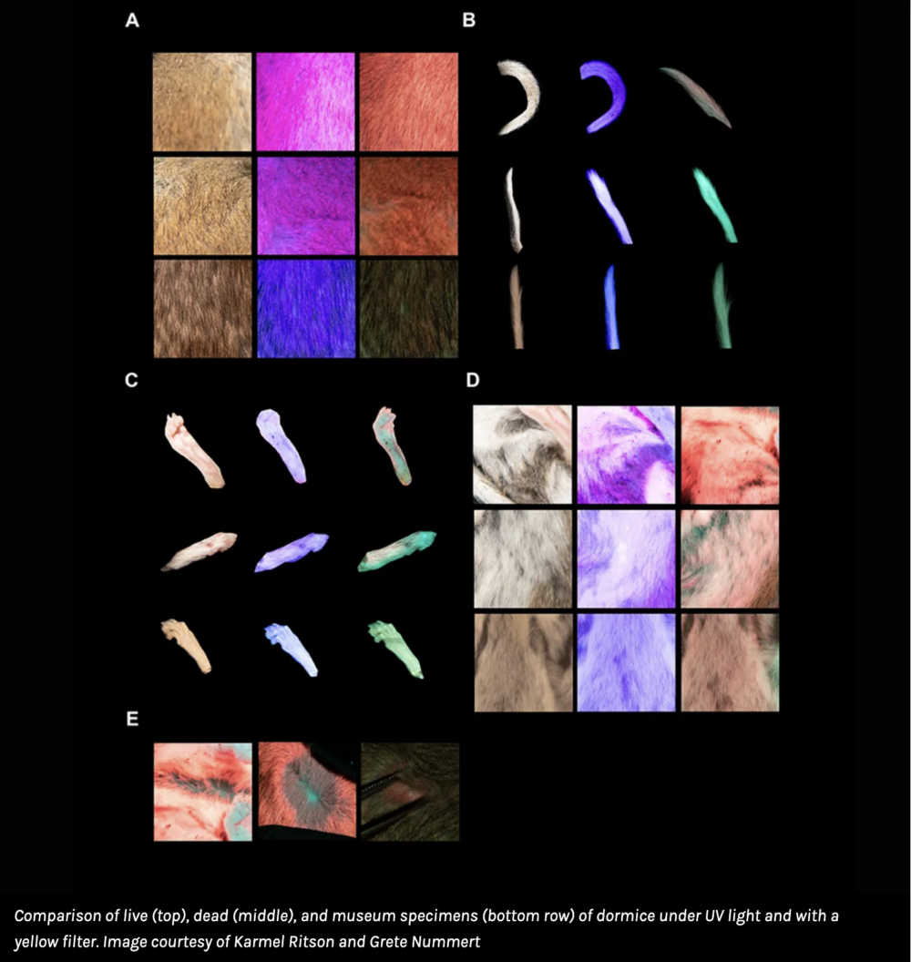 Why does this European mouse glow? - Green Prophet