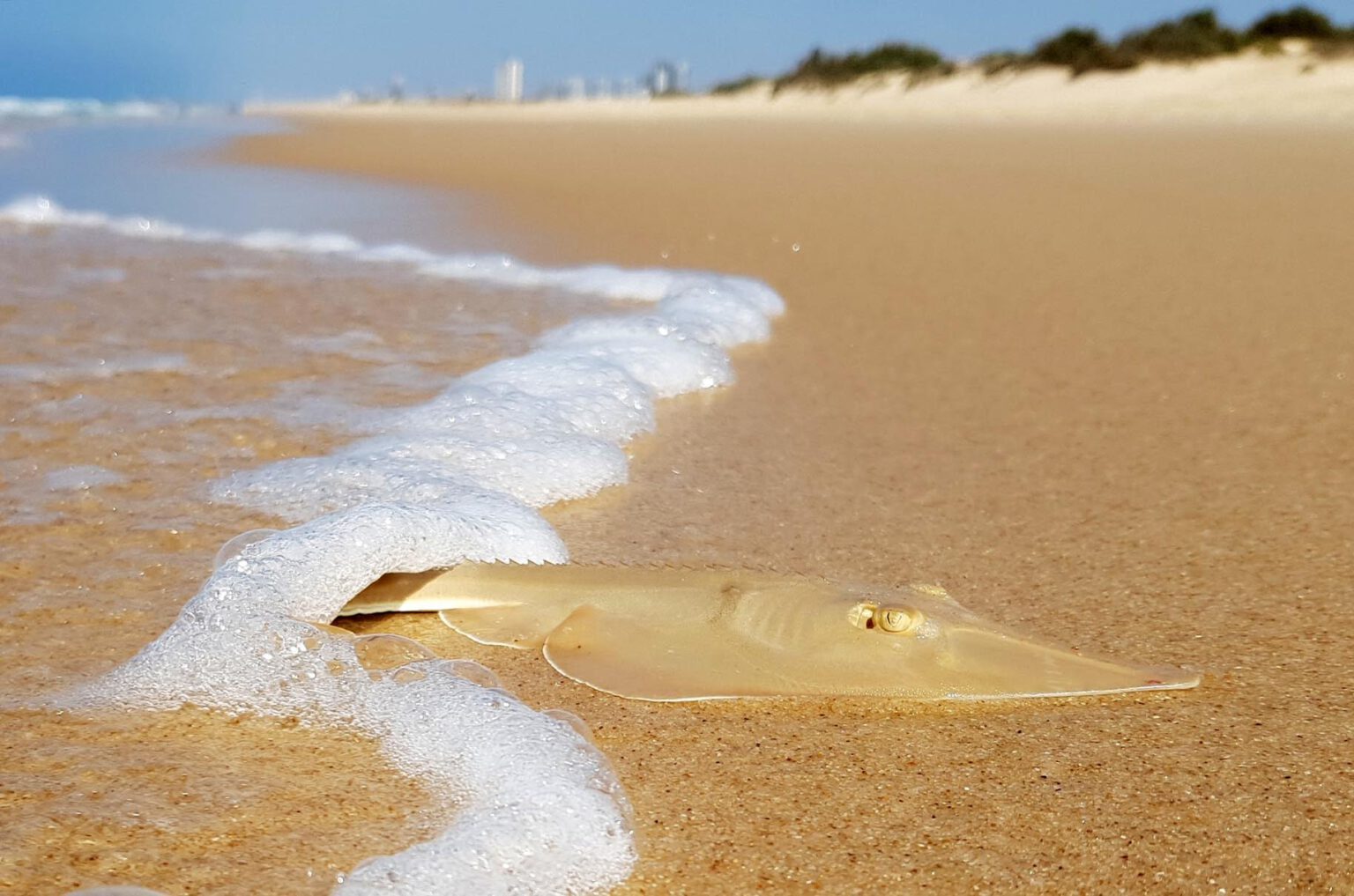 New guitarfish breeding ground found in the Mediterranean Sea - Green ...