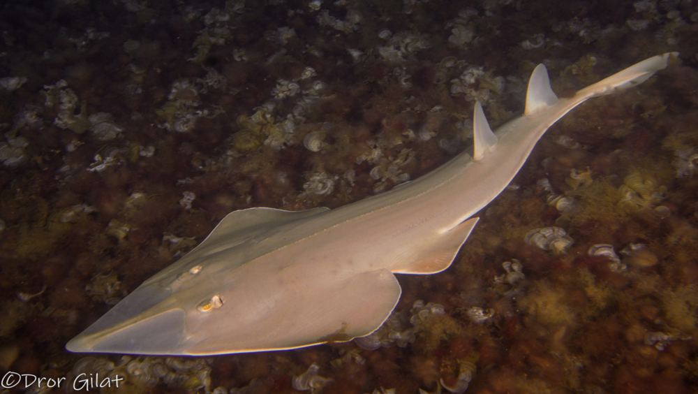 New guitarfish breeding ground found in the Mediterranean Sea - Green ...