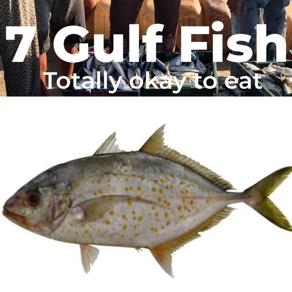 7 Gulf Fish That Are Totally OK To Eat | Green Prophet