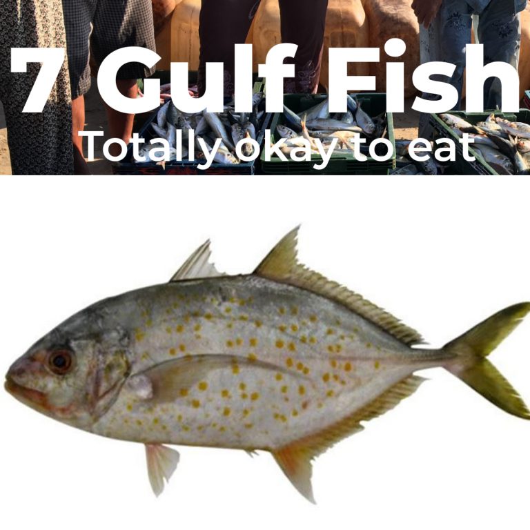 7 Gulf Fish That Are Totally OK To Eat - Green Prophet