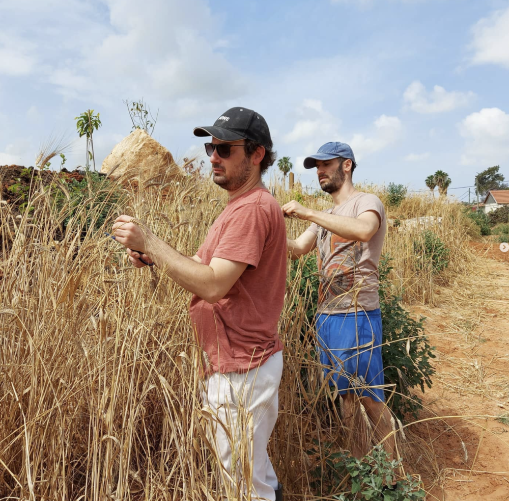 Making organic sourdough from ancient wheat he grows - Green Prophet