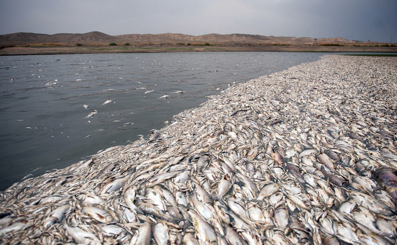 Raw human sewage murders millions of fish in Iran - Green Prophet