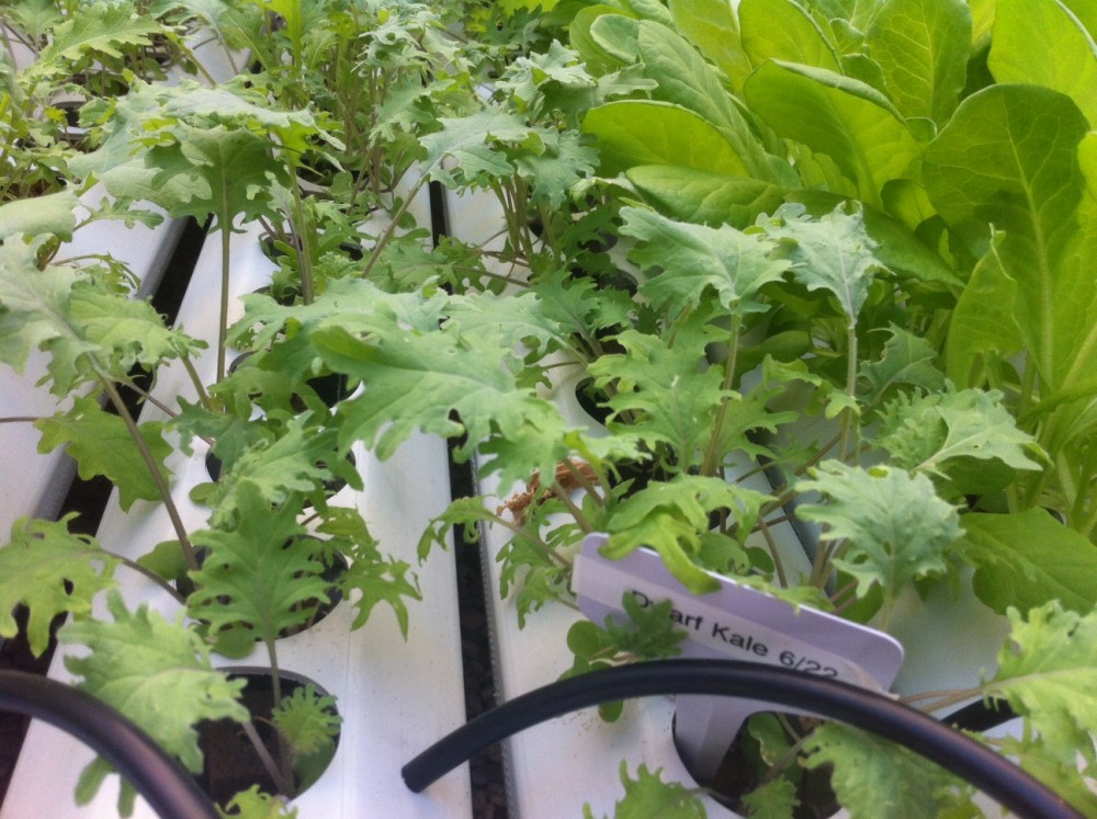 Harlem Grown grows greens and girls in New York City - Green Prophet
