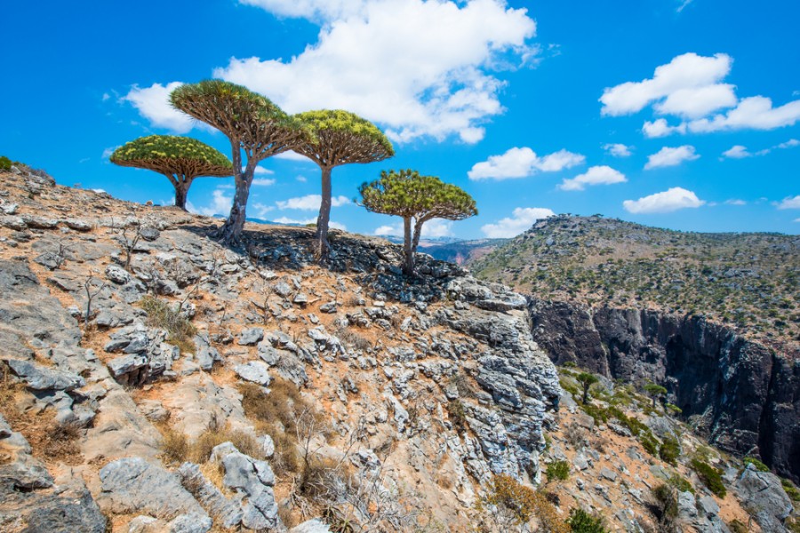Socotra Island dragon trees from Yemen bleed when cut - Green Prophet