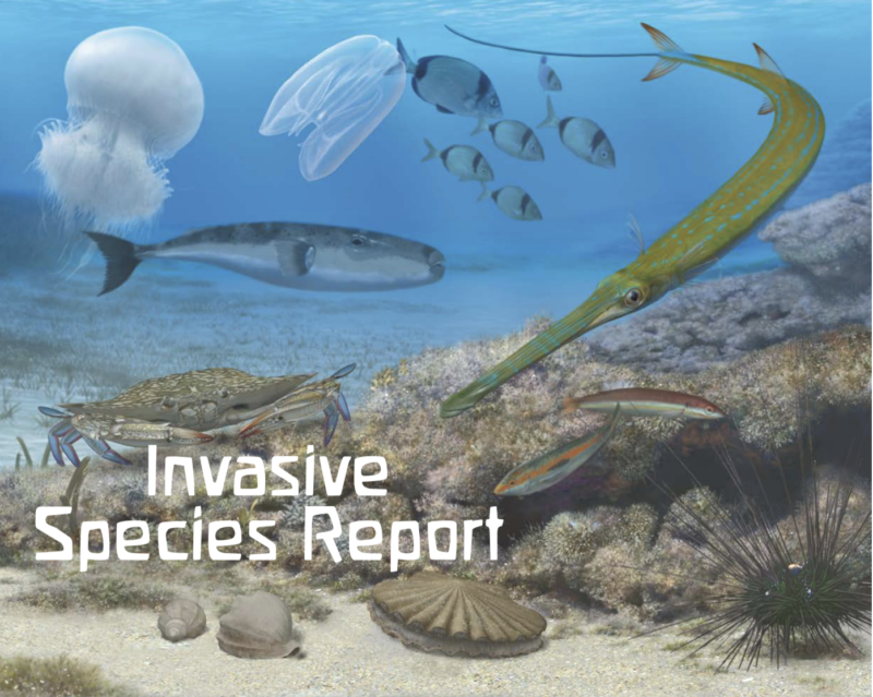 Invasive species of the Mediterranean Sea - Green Prophet
